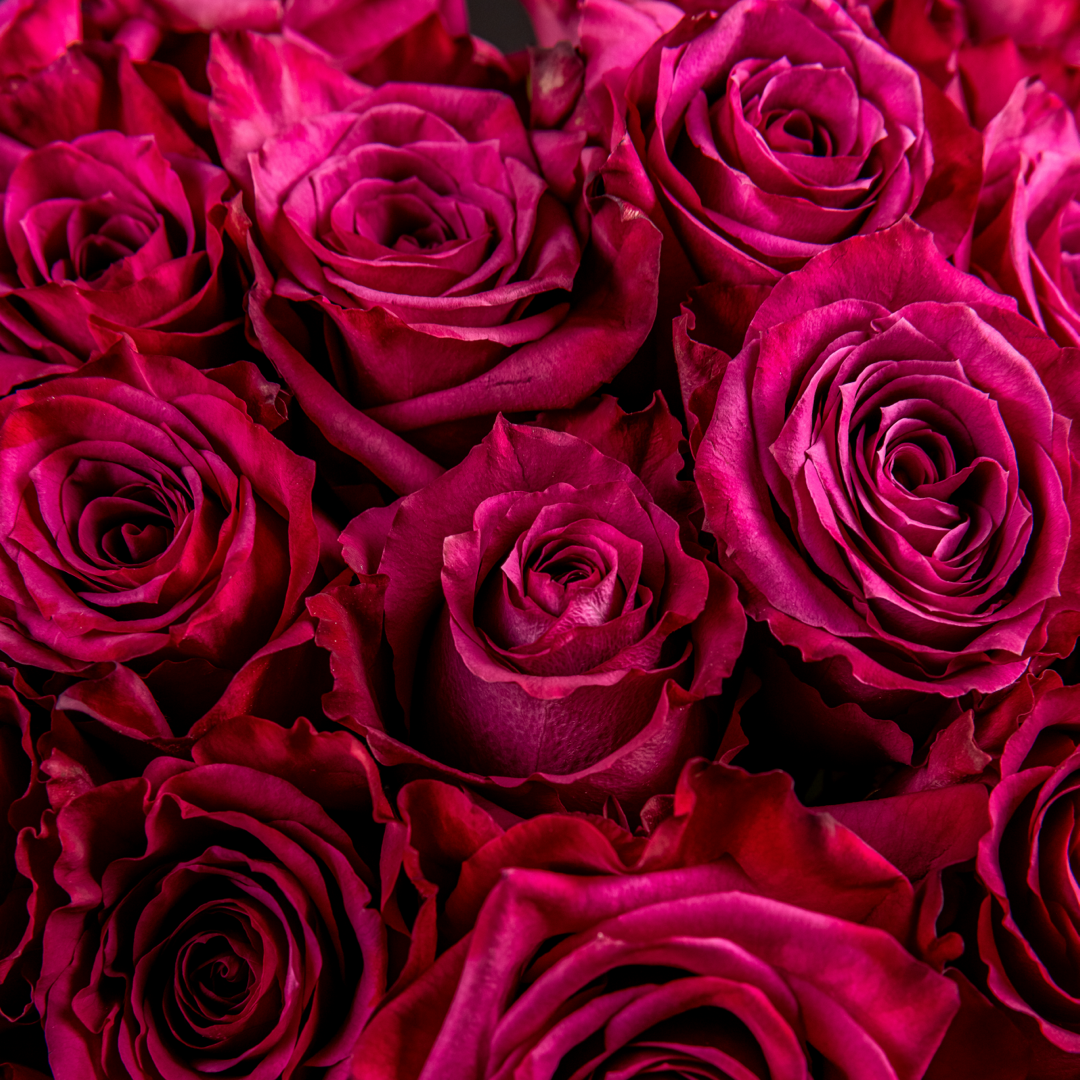 Blueberry – Bloom Bundle