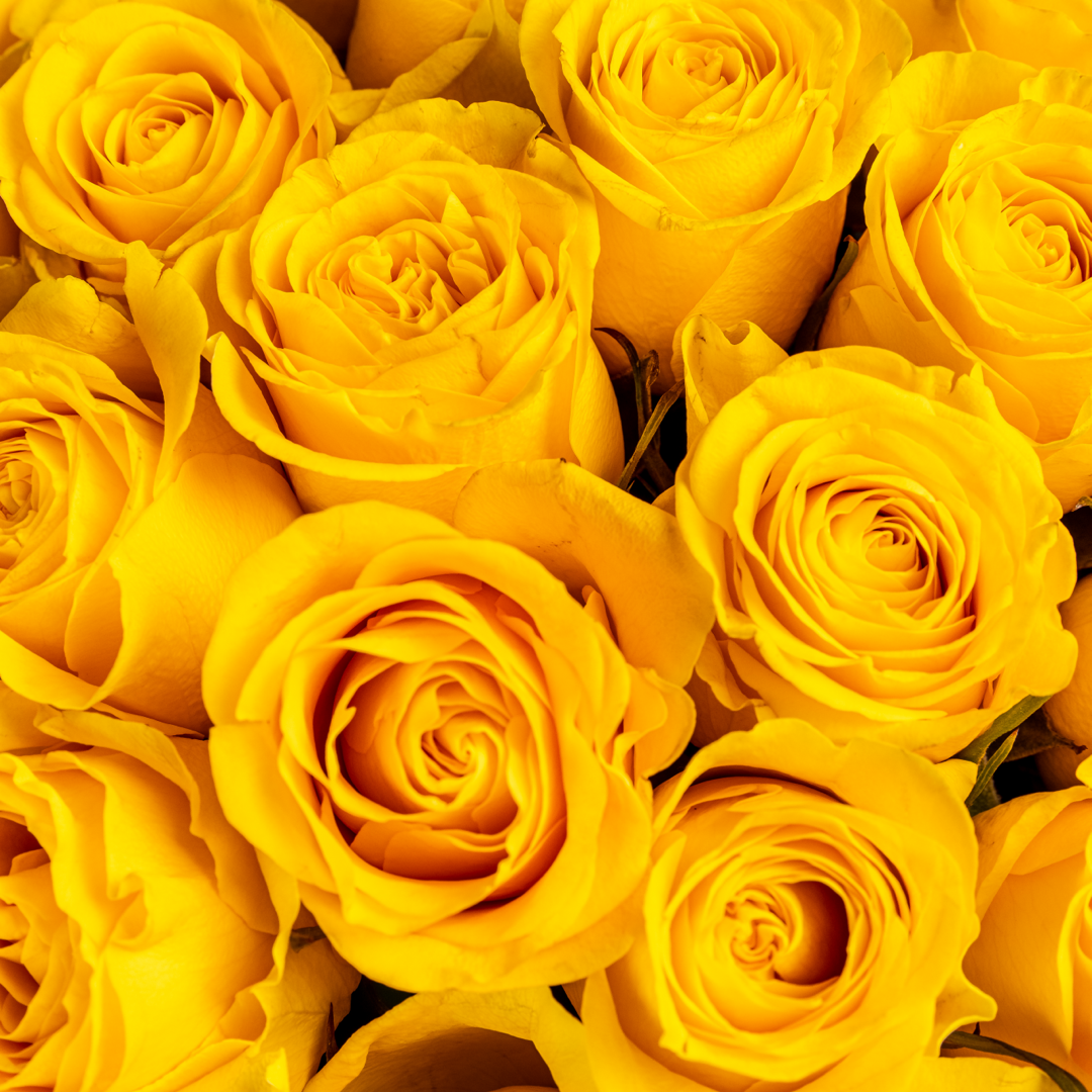 Brighton – Bloom Bundle