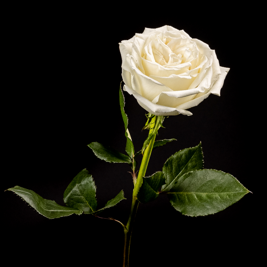 Year-round – Bloom Bundle