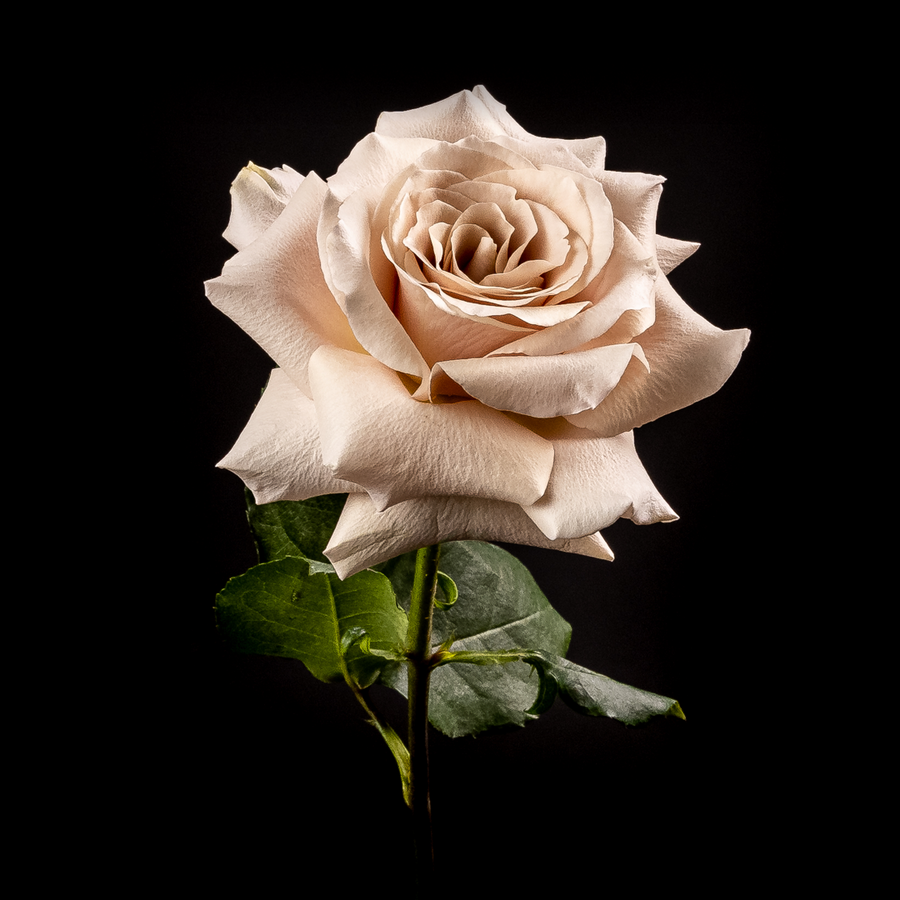 Year-round – Bloom Bundle