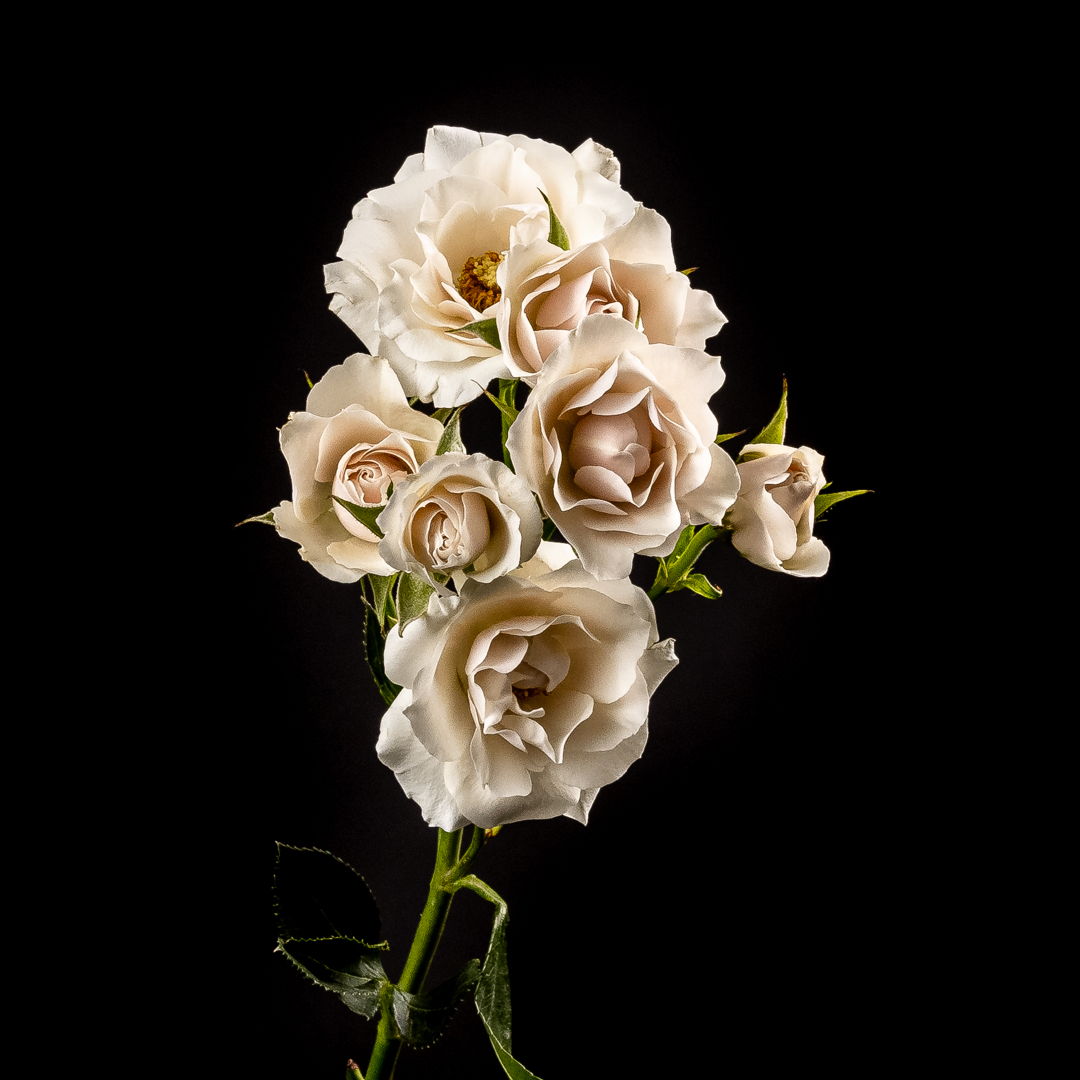 Year-round – Bloom Bundle